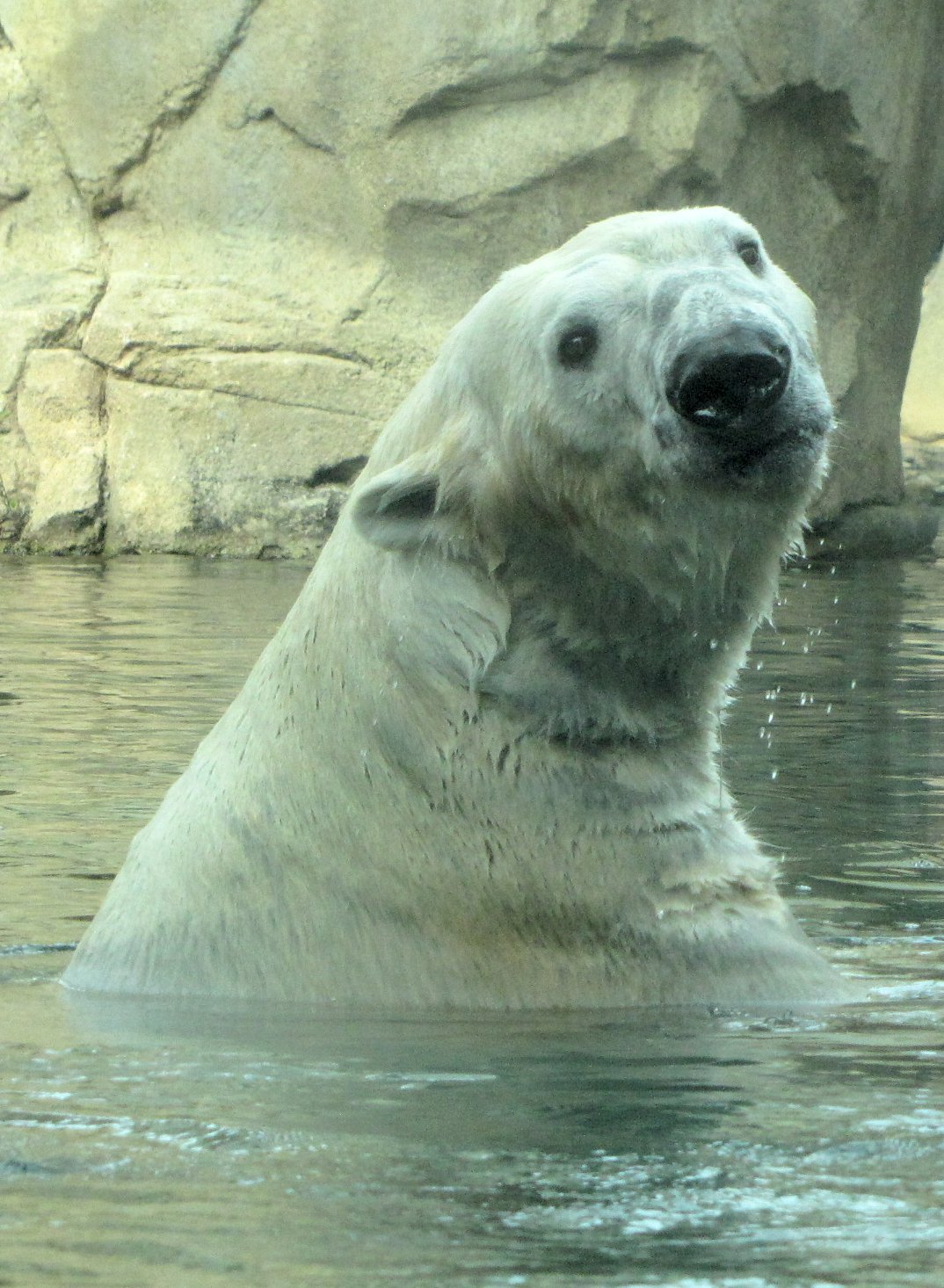 My Polar Bear Friends and Friends of Polar Bears: Payton of the Memphis Zoo