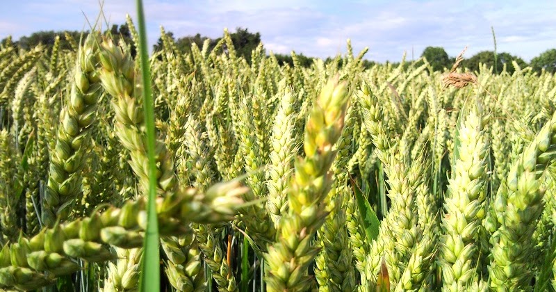 11 Cara Jitu Budidaya Gandum di Indonesia, Ternyata Cukup Mudah! - Lim ...