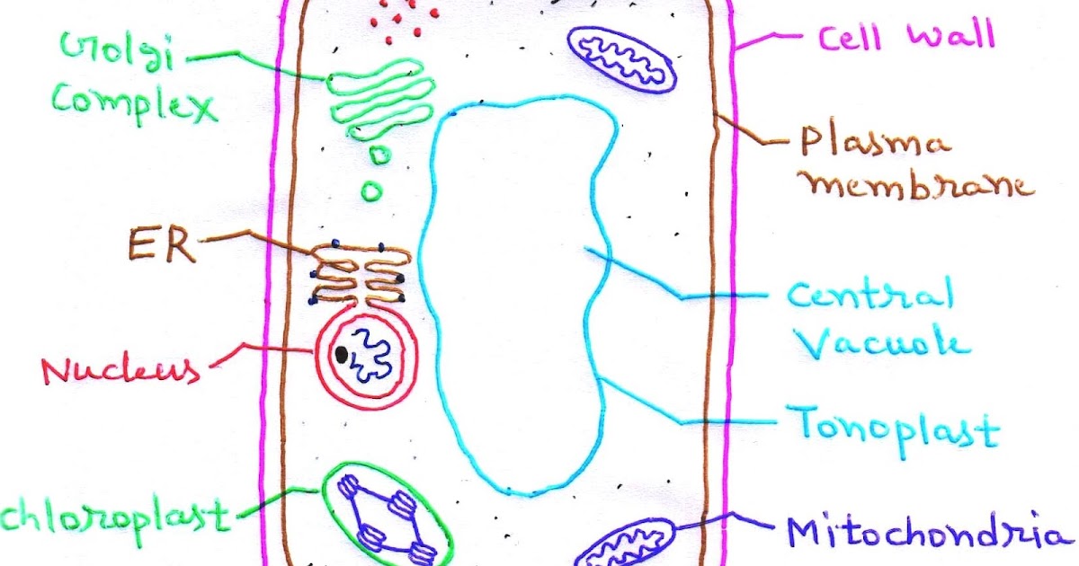 Plant Cell : An overview discussion and structure and functions of cell ...