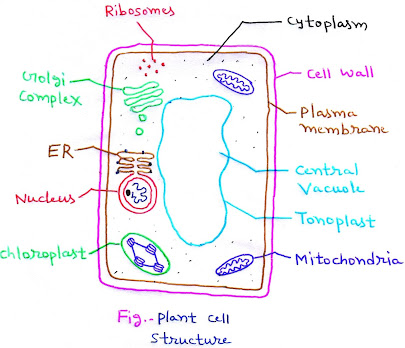 Ultrastructure of cell and cell organelles