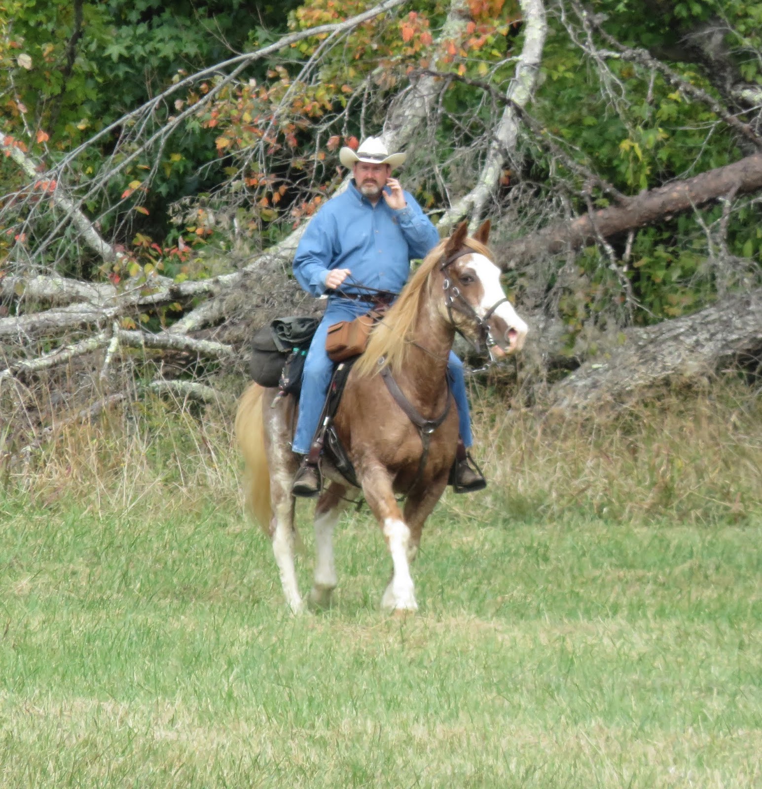 Big Daddy Dave: A Wildlife Drive – Cade’s Cove and Elsewhere