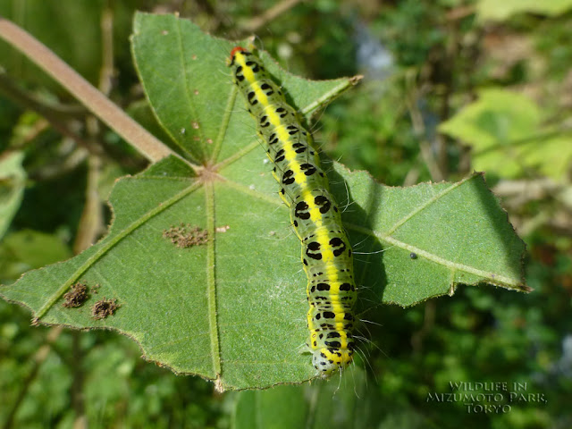 フタトガリアオイガ Transverse Moth-水元公園の生き物