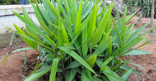 Sitharathai ~ Maruthuvachi