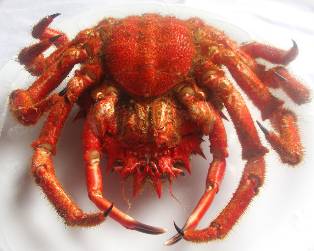 Aquí se cocina: Centollos (centollas) de las rías gallegas