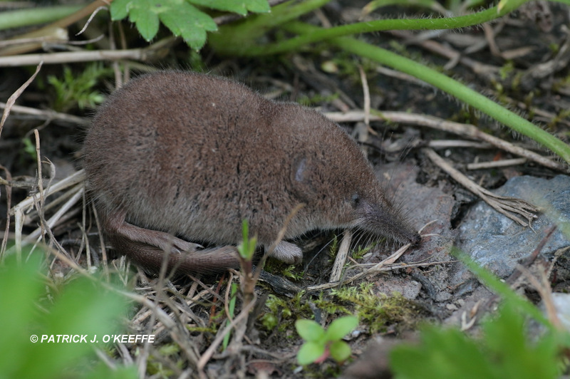 Raw Birds: EURASIAN PYGMY SHREW (Sorex minutus) Lullymore West Bog, I.P ...