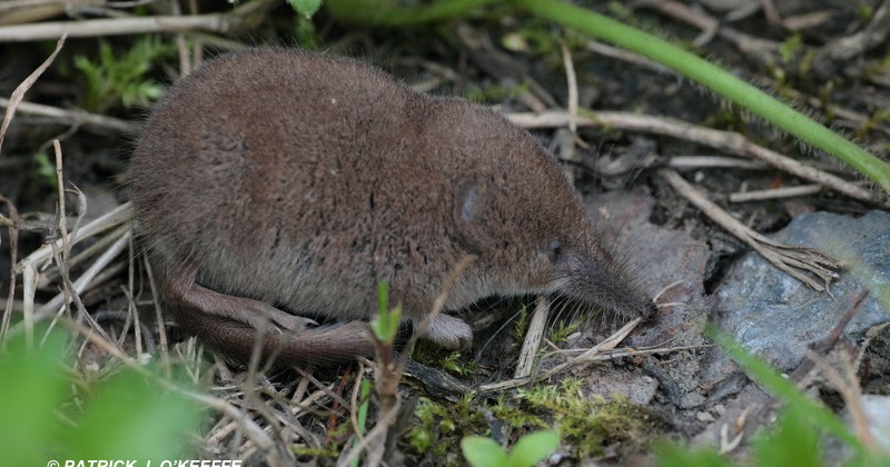 Raw Birds: EURASIAN PYGMY SHREW (Sorex minutus) Lullymore West Bog, I.P ...