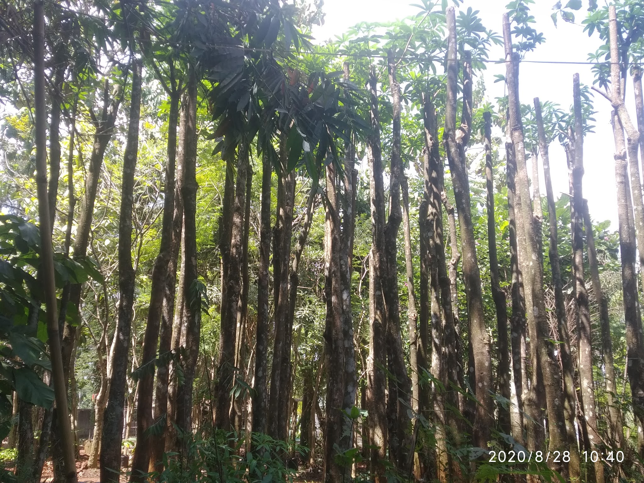 Jual Pohon Pulai Batang Tunggal dan Grouping (Alstonia Scholaris)