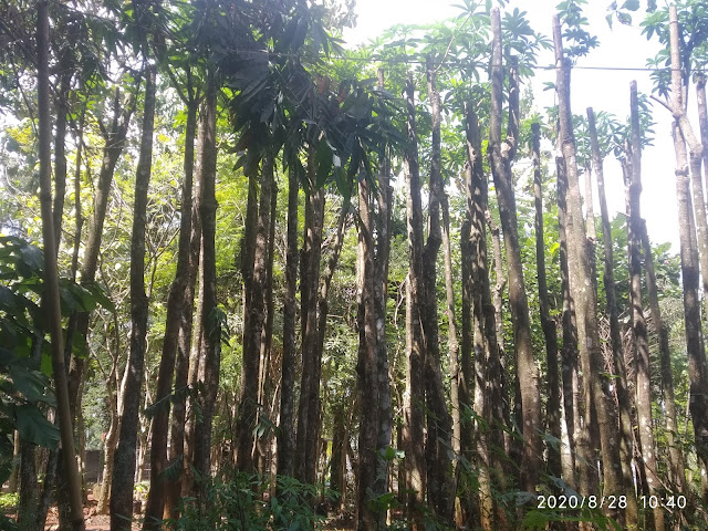 Jual Pohon Pulai Batang Tunggal dan Grouping (Alstonia Scholaris)