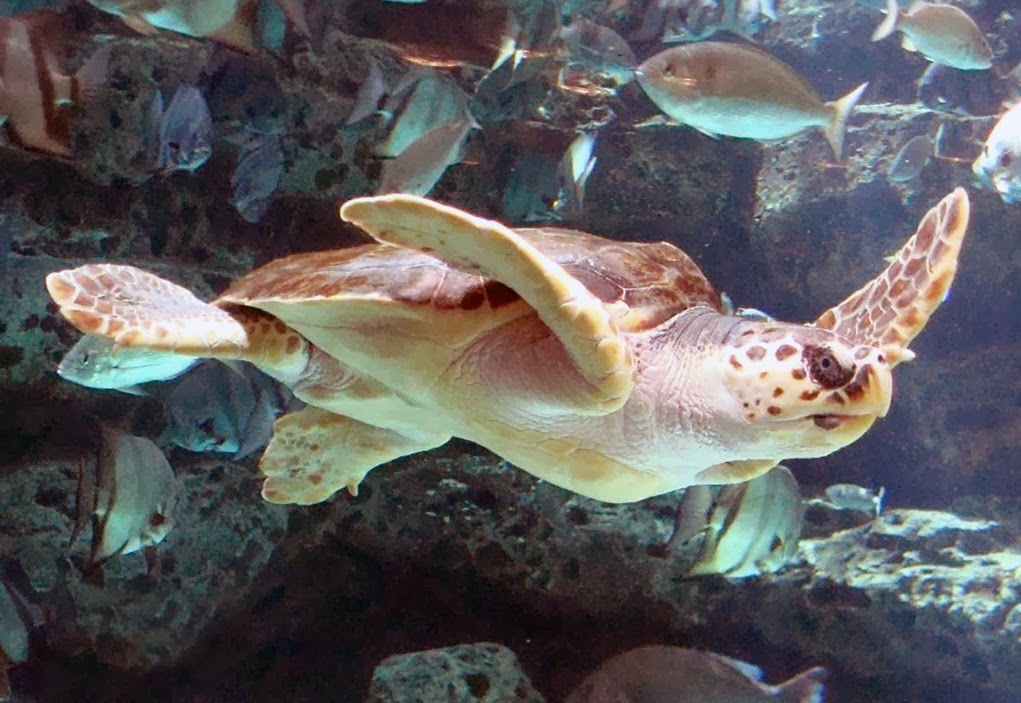 Loggerhead Sea Turtle - Reptiles World