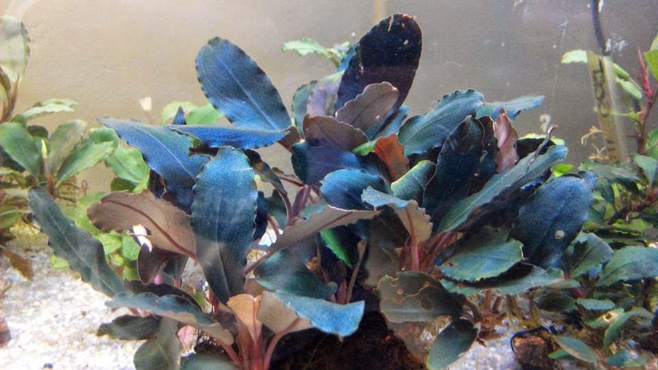 Bucephalandra Sp: Bucephalandra Sp Elegant Blue