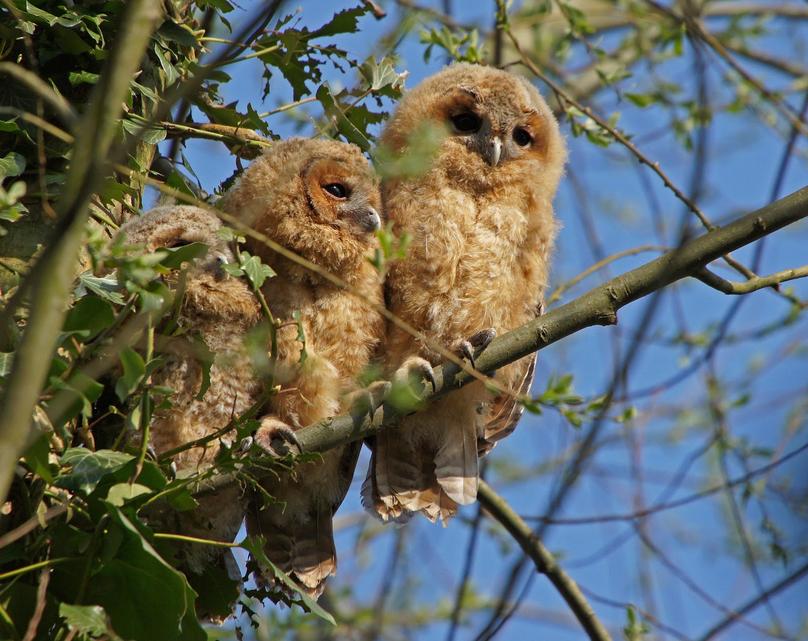 De wereld door mijn lenzen: Uilskuikens van de Bosuil