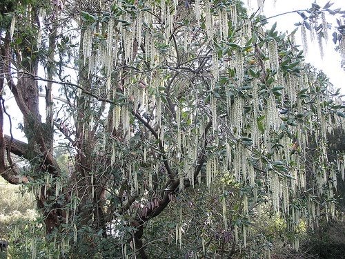 Variety of Life: Garryales