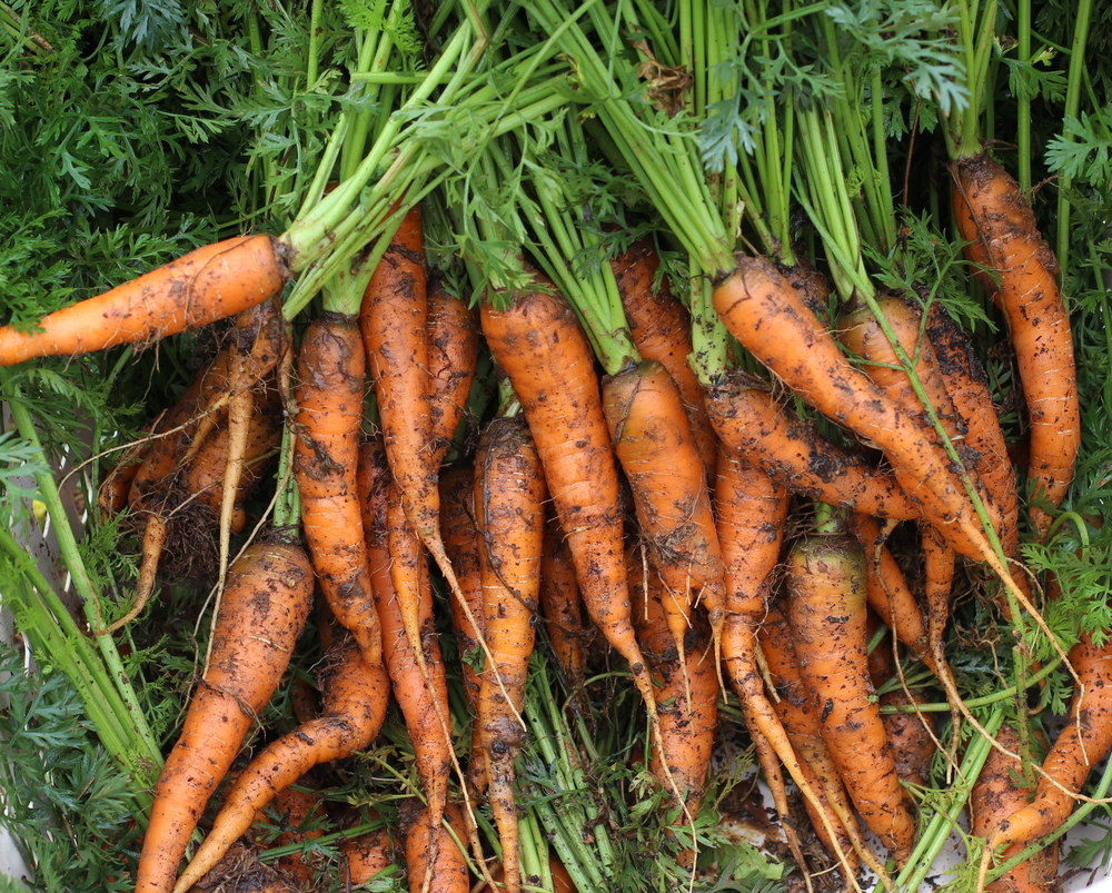 CURARSI CON LA CAROTA COLTIVATA - Blog di pociopocio