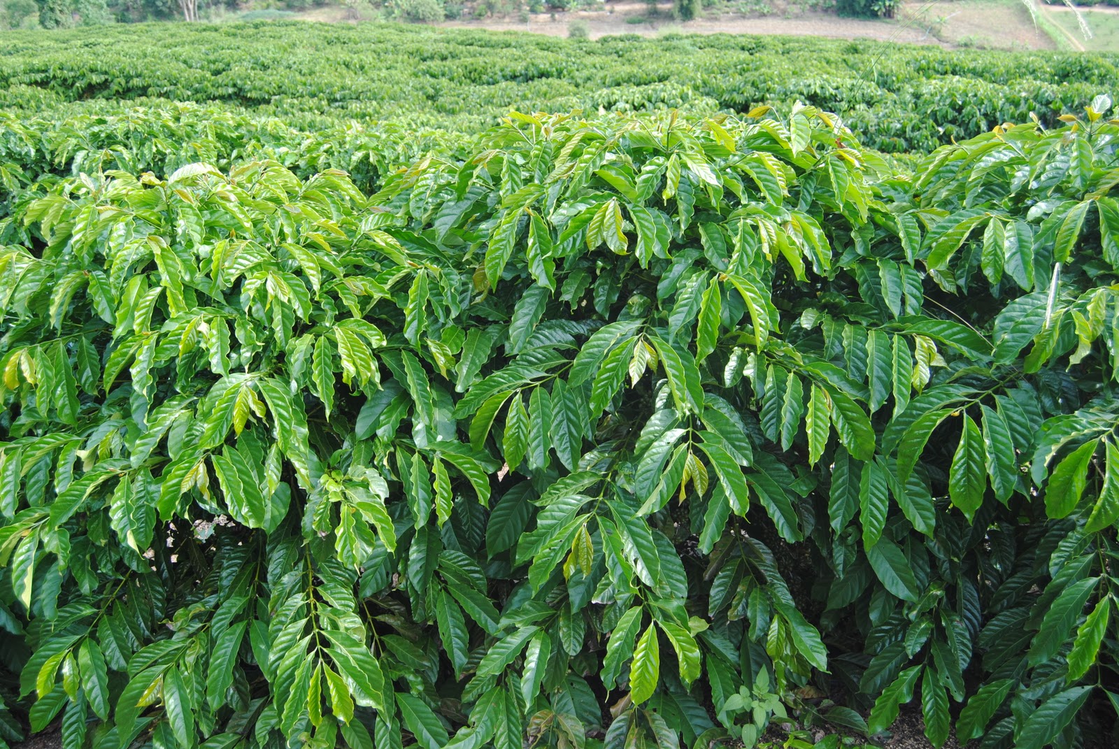 Recanto das Plantas: Café Conilon - "Vitória" (clique aqui para ler mais)