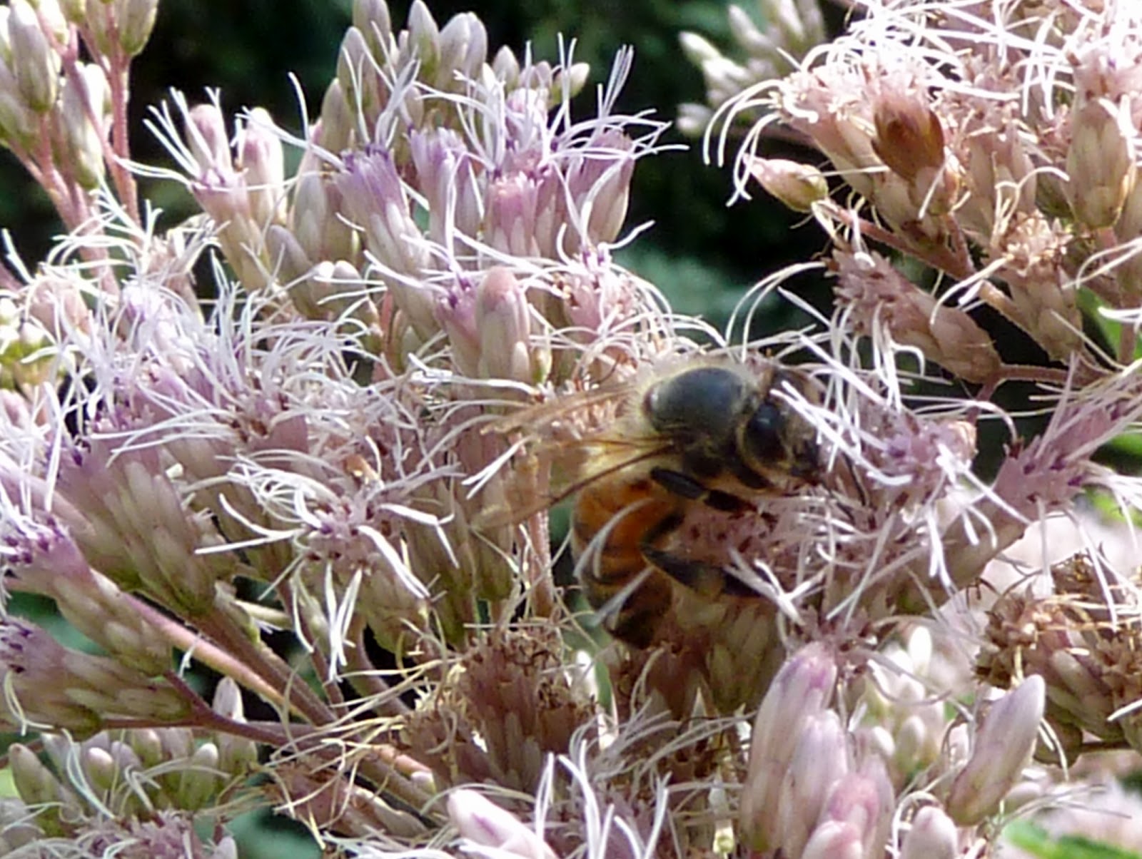 Penelopedia: Nature and Garden in Southern Minnesota: Joe-Pye Weed with ...
