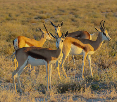 Cannundrums: Springbok Meat: Carpaccio, Steak, Stew and Biltong