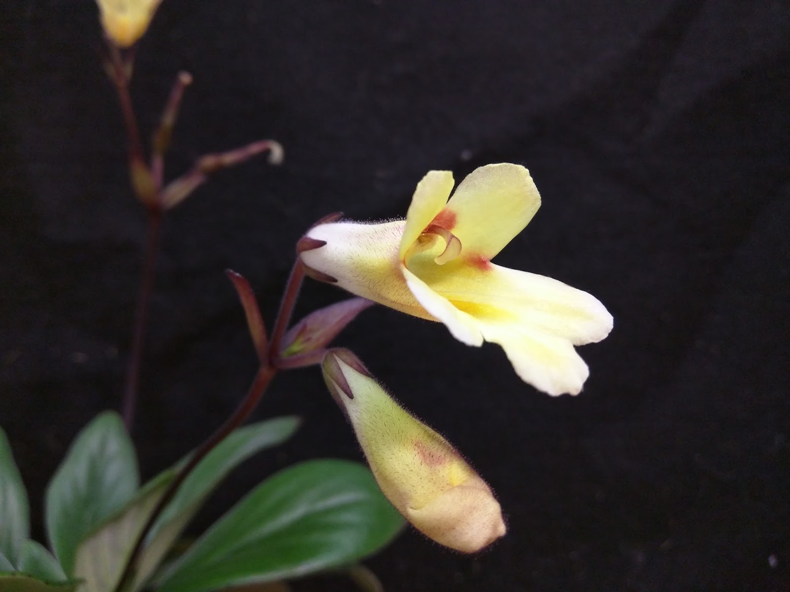 Kev's Orchids: Primulinas in Bloom