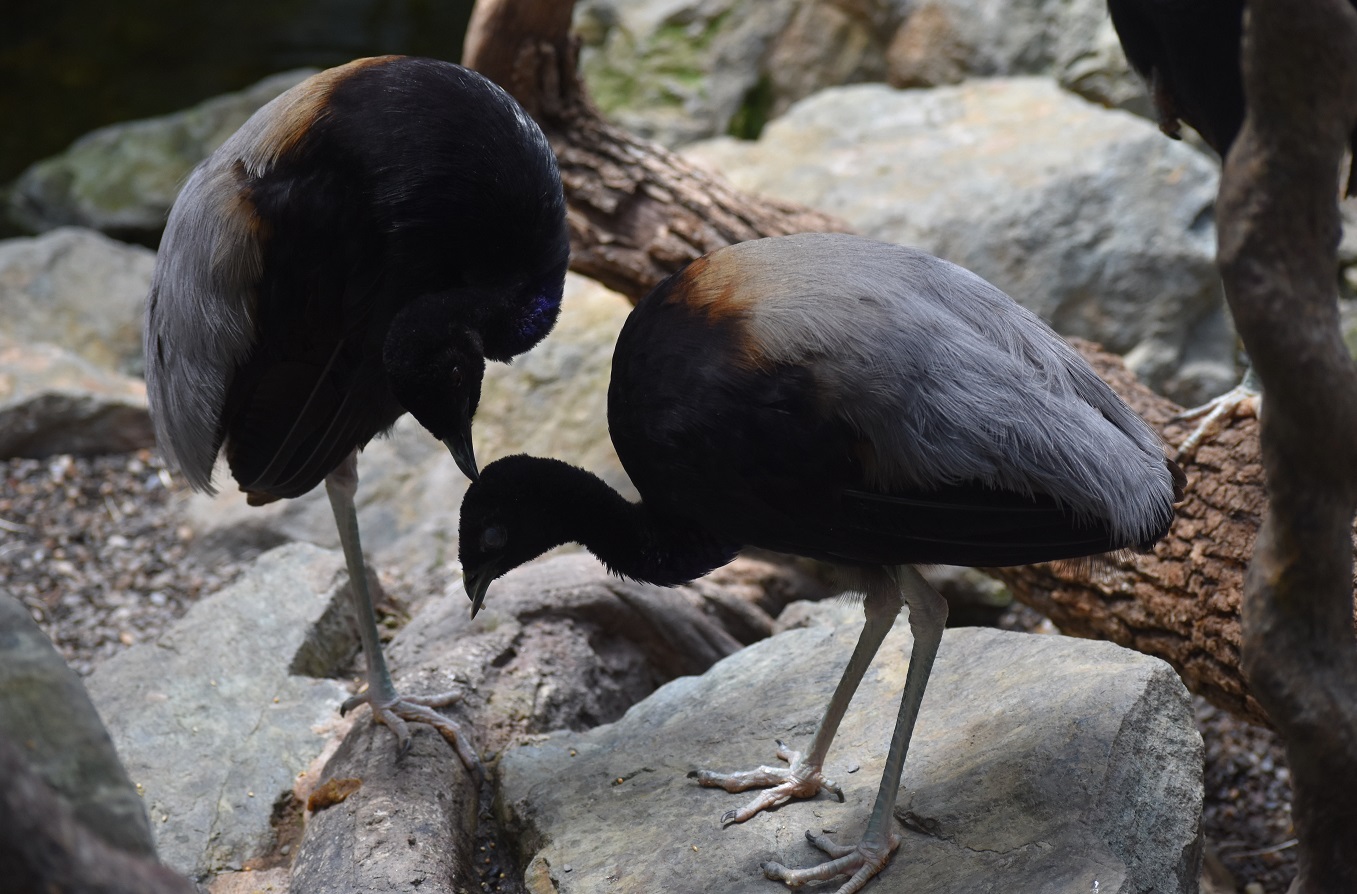 ZOOTOGRAFIANDO (6.100 ANIMALS): TROMPETERO DE ALAS GRISES / GREY-WINGED ...