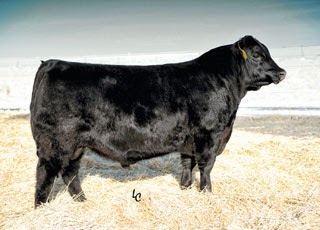 The GENEX Blog: Angus EPD Highlights