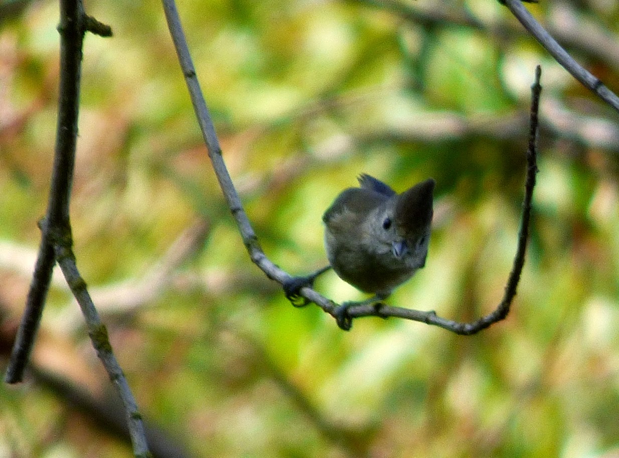 Geotripper's California Birds: Bird of the Day: A California Original ...