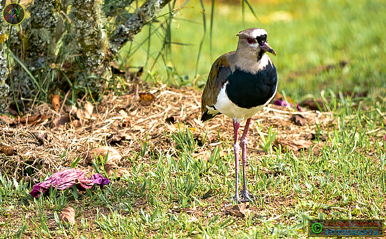 Jardín de Aves: Pellar Común
