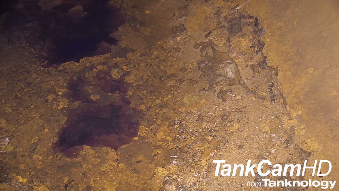 Tank Trouble Tuesday - Tanknology