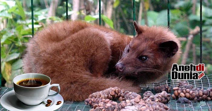 Ternyata Minuman Ini Dibuat dari Kotoran Hewan - Berita Aneh dan Unik ...