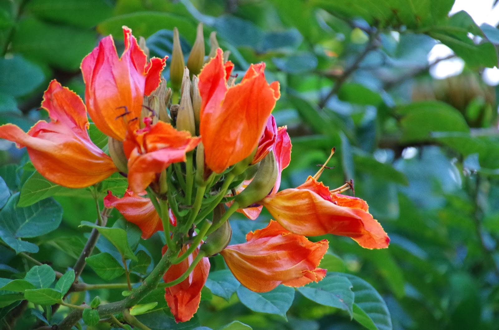 Trees and Plants: African Tulip