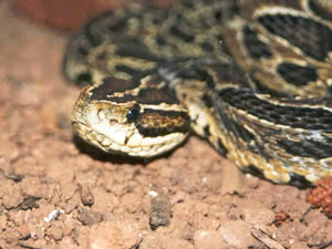 mundo das cobras: Cotiara ou jararaca-preta