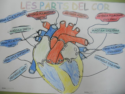 Els cors: JA SABEM TOTES LES PARTS DEL COR!!!