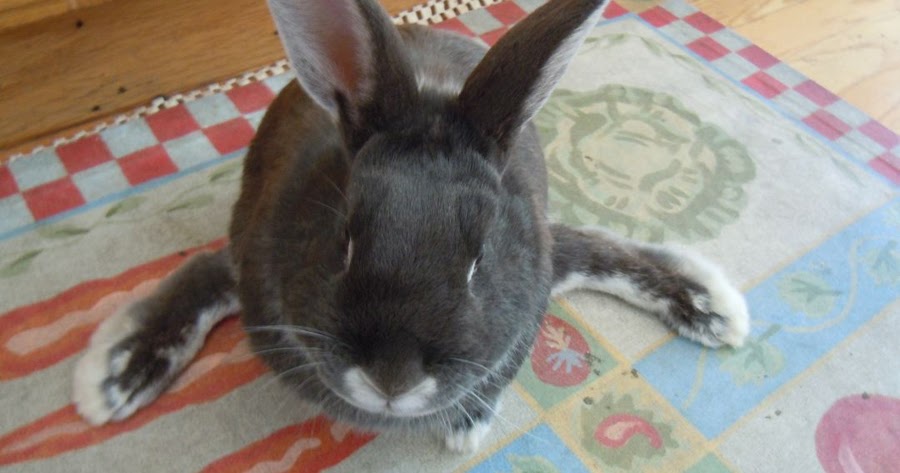 Splay leg ~ Tengo Un Conejo