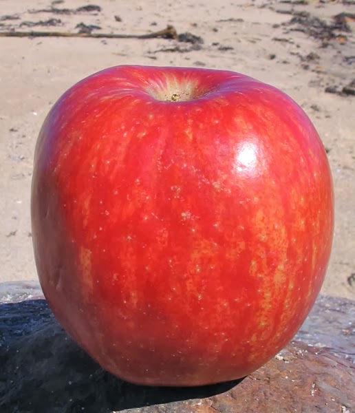 Rubenstar - Adam's Apples