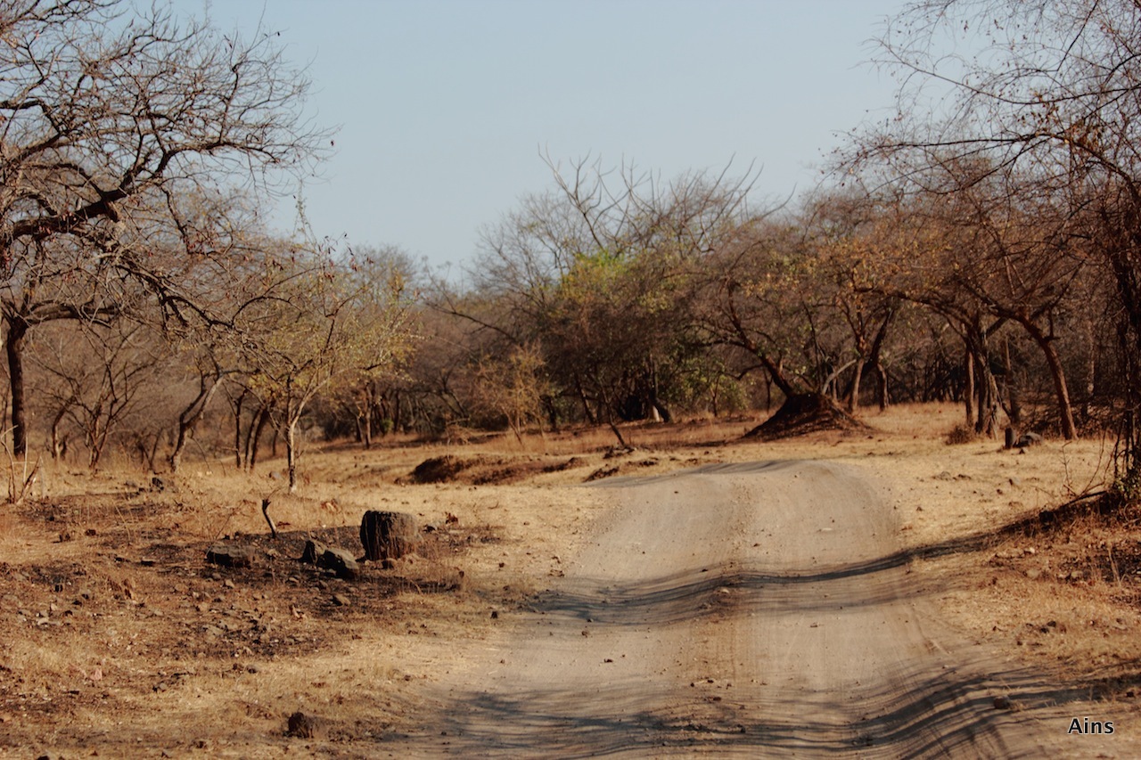 Mount Abu The Abode: Gir Forest National Park Gujarat