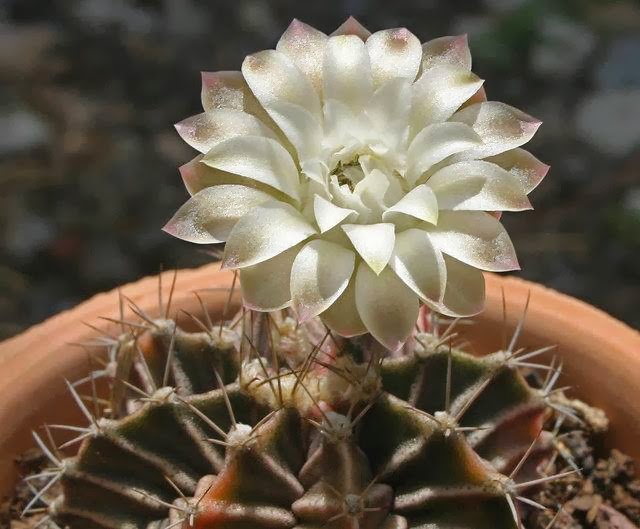 Ludugero desde que me entendo por Ludugero: AZINHAVRES, por João Maria ...