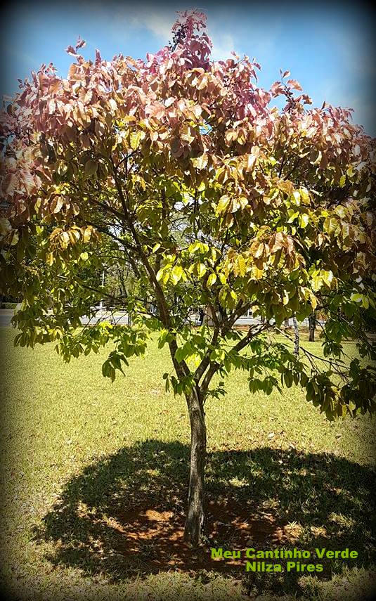 Meu Cantinho Verde: SAPUCAIA - ( Lecythis pisonis Cambess )