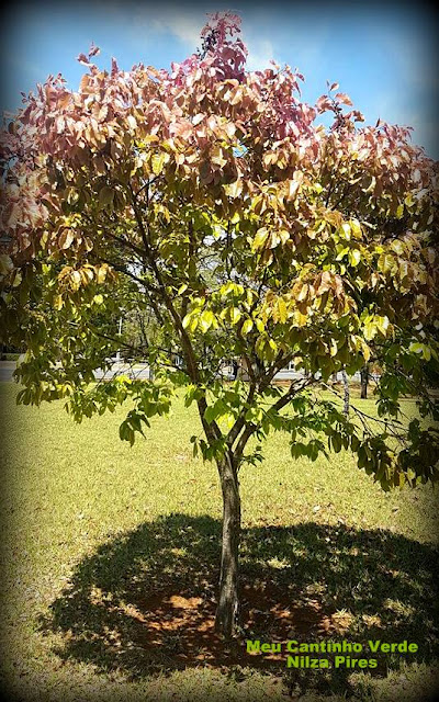 Meu Cantinho Verde: SAPUCAIA - ( Lecythis pisonis Cambess )