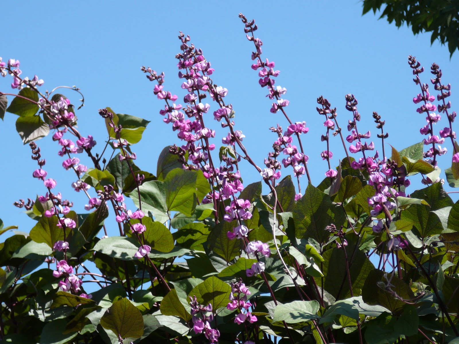 Allboyz: Pretty Vines!