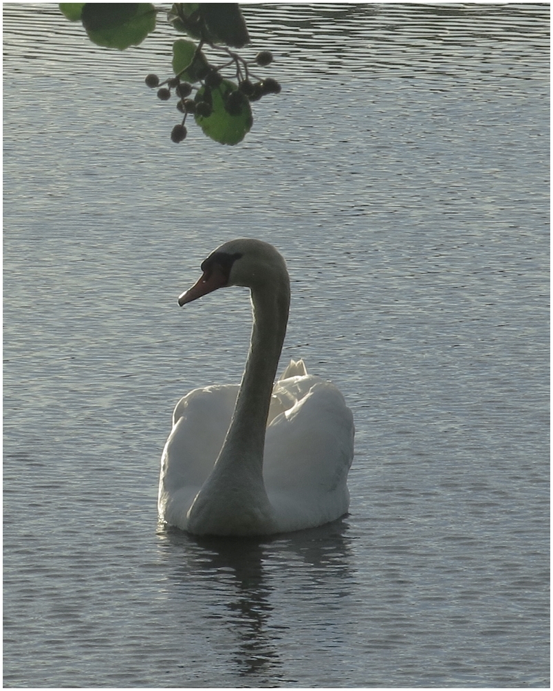 Sunnuntai-illan lintukuvat