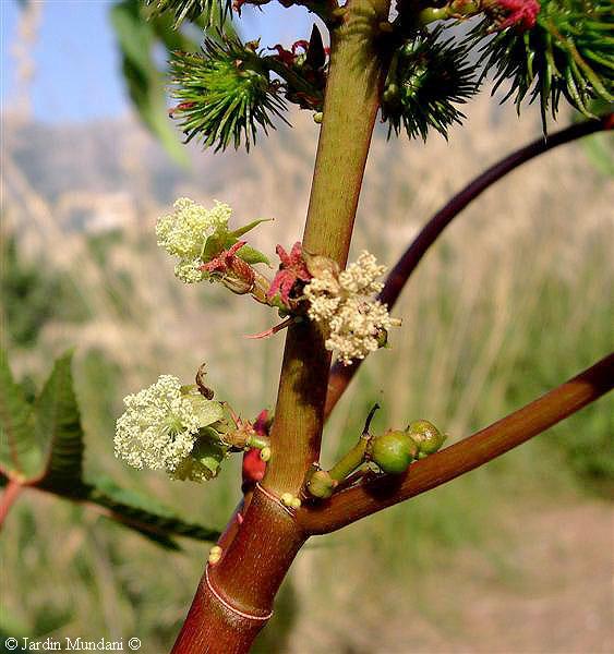 Sangrando en verde: Nectarios extraflorales: una golosina para las hormigas