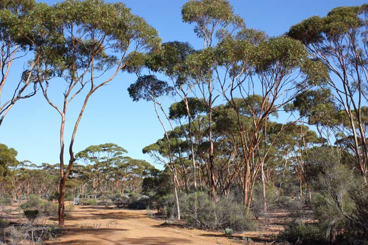 Life Images by Jill: Cave Hill, Burra Rock and the Woodlines, Western ...