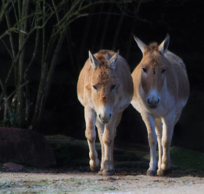 Synapsida: The Last of the Chinese Zebra-Donkeys