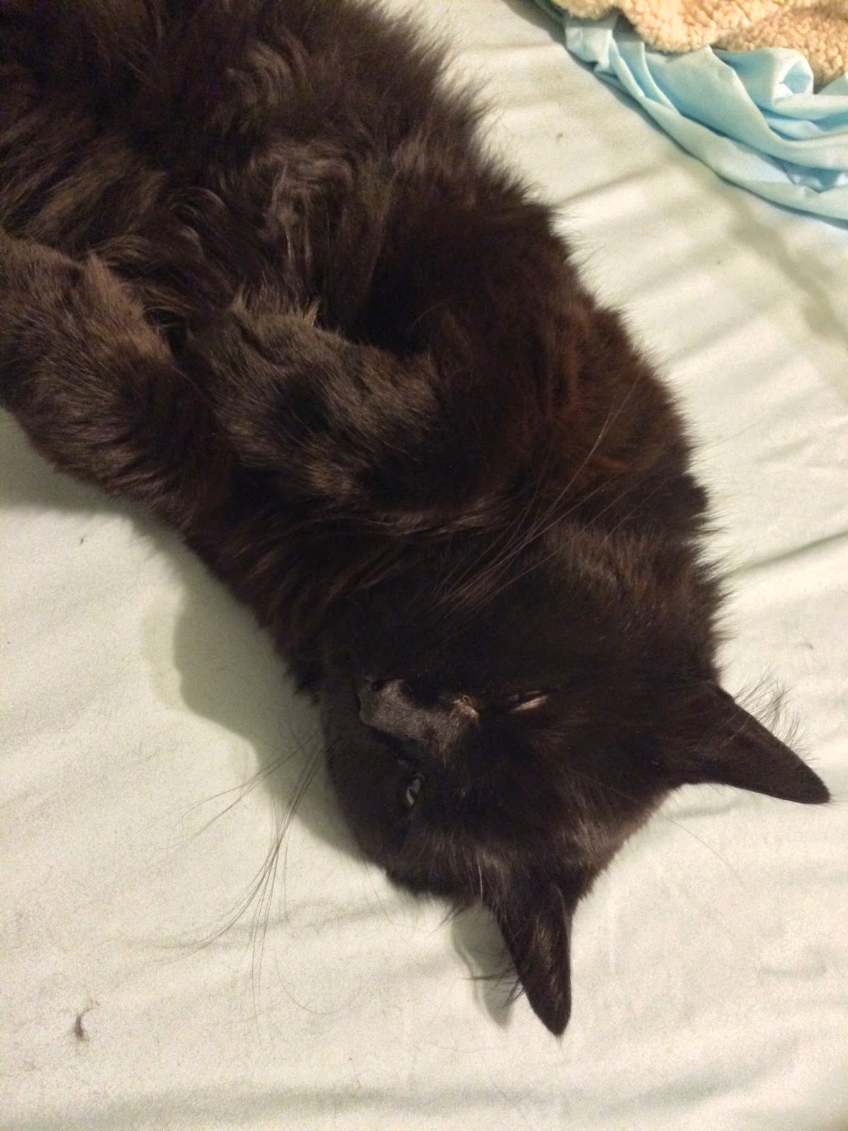 Cat's Eye: Be a Blob