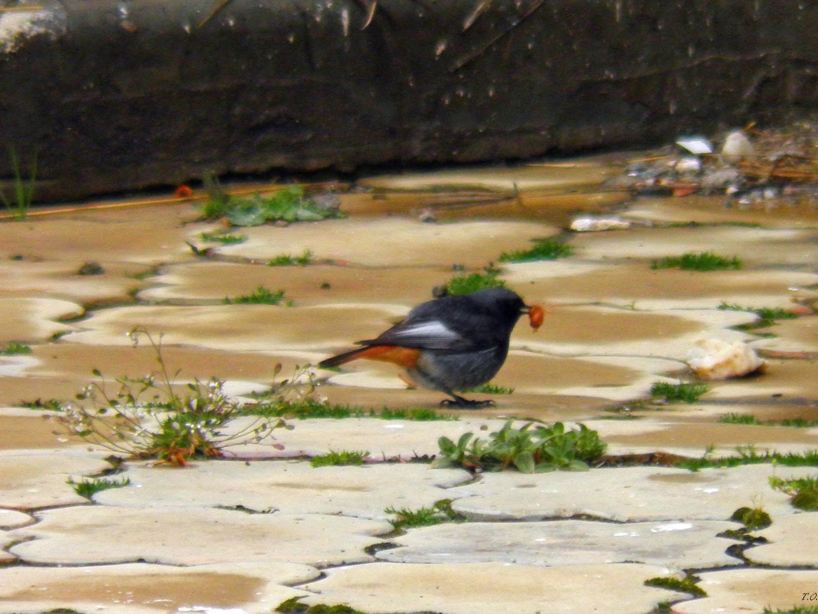 PASARI DIN ROMANIA: CODROS DE MUNTE (2), Phoenicurus ochruros