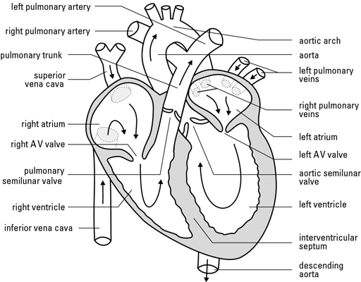 ANATOMY!!!! : ): How The Heart Pumps Blood