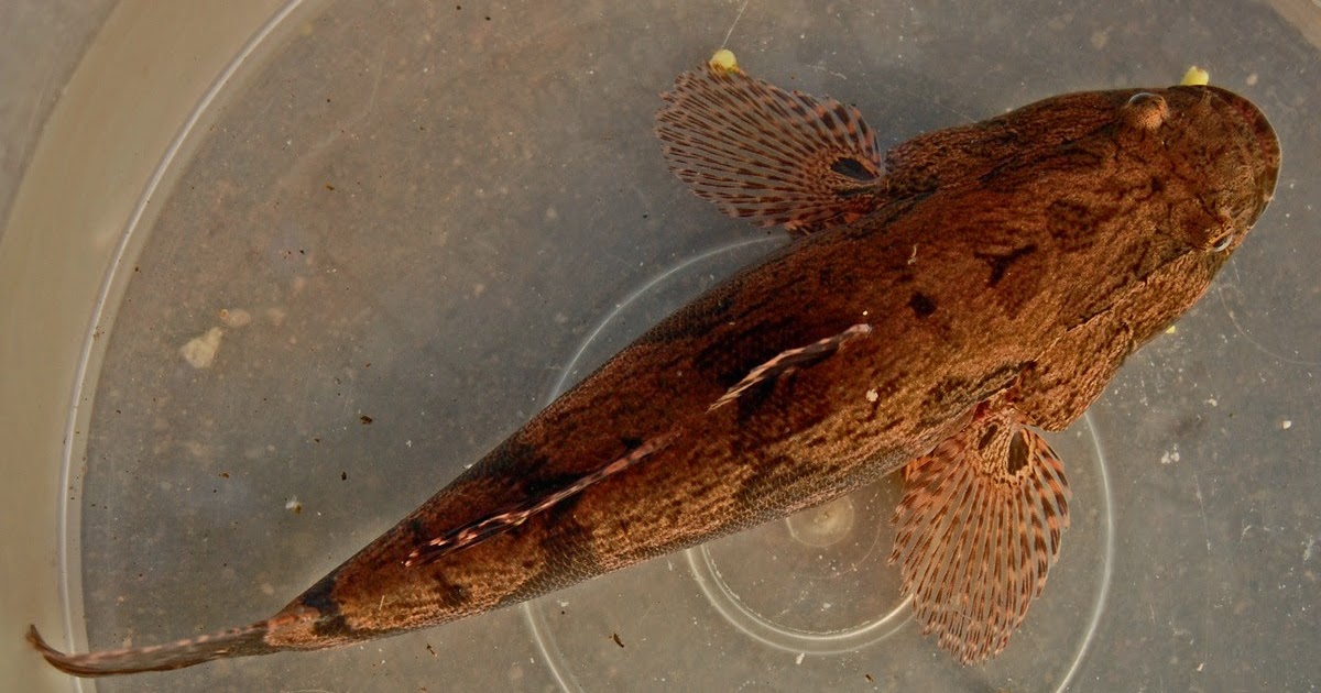 CARA TERNAK IKAN KETUTU: Ikan Ketutu Bernilai Tinggi