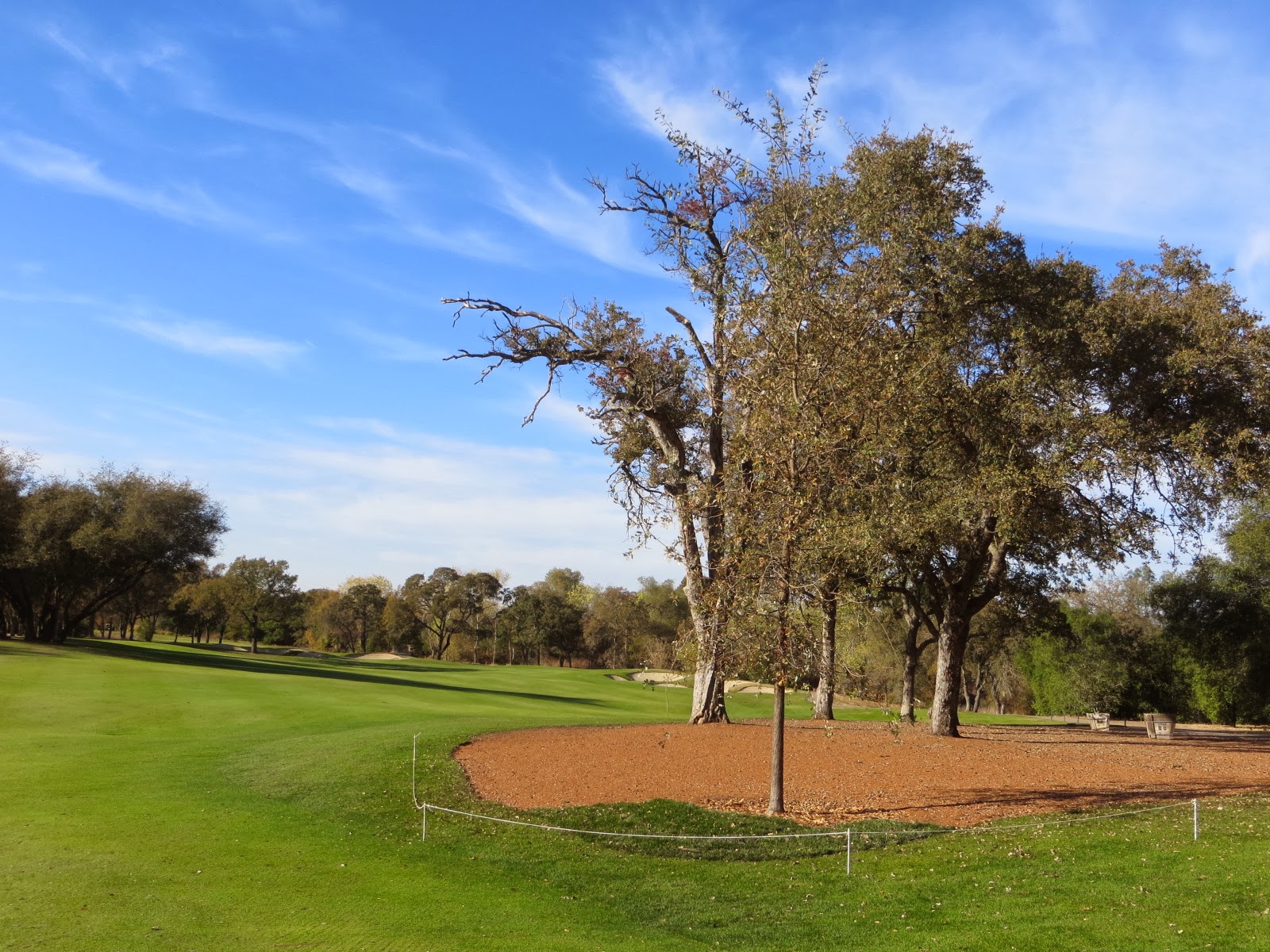 Granite Bay Golf Club Course Update: Tree Planting and Restoration