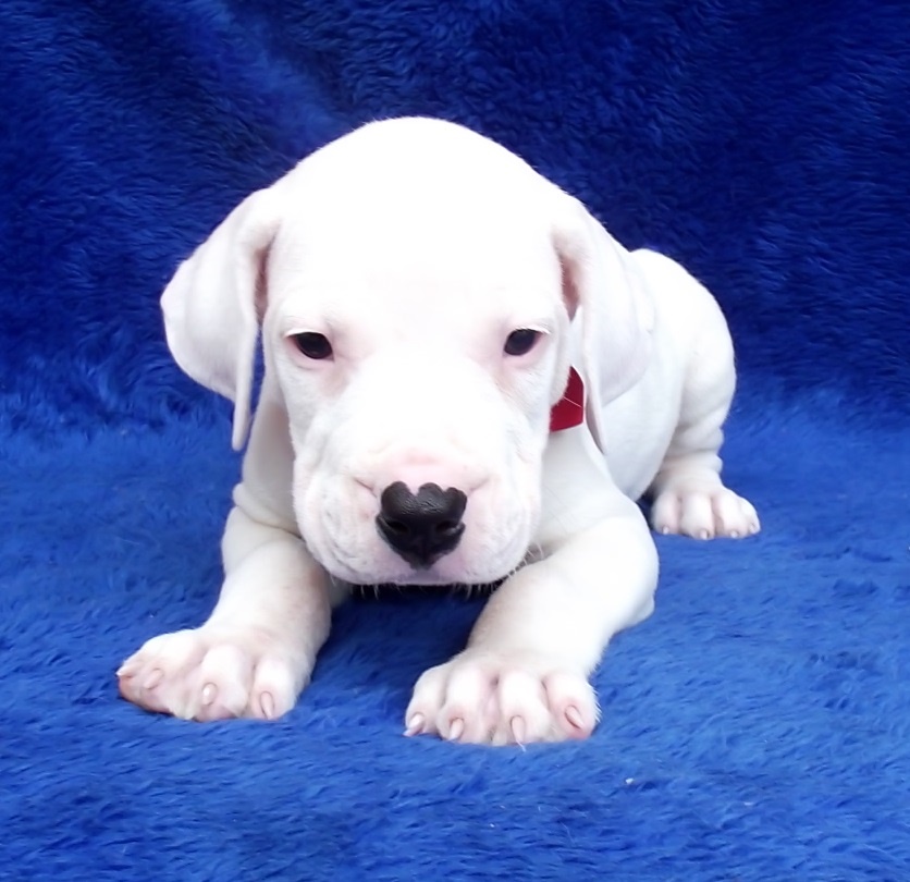 Canil Chivas Small: Filhotes de DOGO ARGENTINO