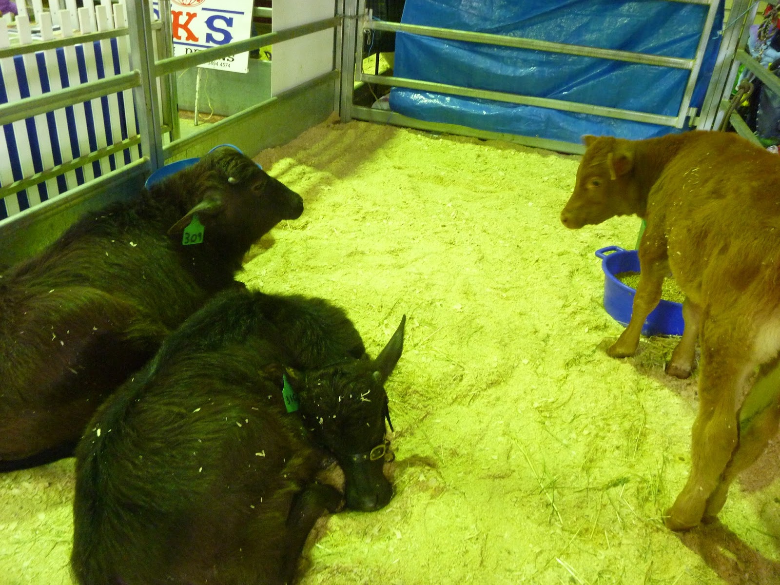 Just Keep on travelling: A visit to EKKA