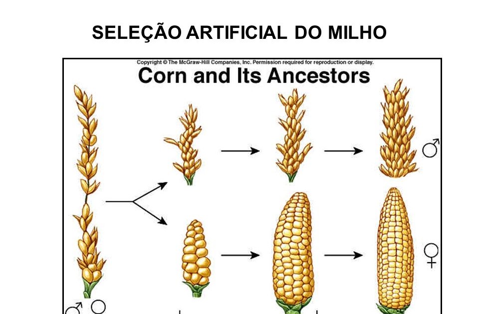 Historia Antiga e Medieval: A cultura do milho entre os povos americanos