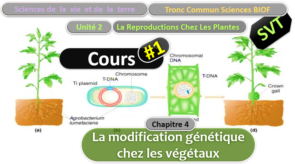 Télécharger | Cours | Tronc commun Sciences > La modification génétique chez les végétaux (TCS ...